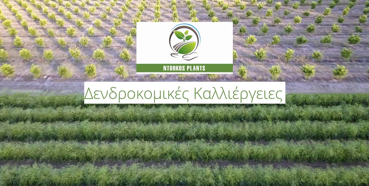 Φυτώρια Ntorkos Plants | Δενδροκομικές Καλλιέργειες | Κατασκευή Αγρού ...